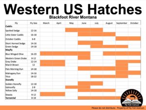Hatch Charts - Fly Fish Instruct